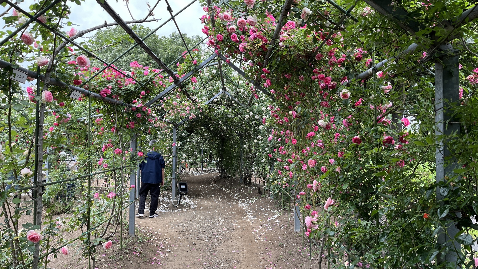 やっぱりS.Z.は気持ち良いな: ワニに乗せときゃご機嫌♪